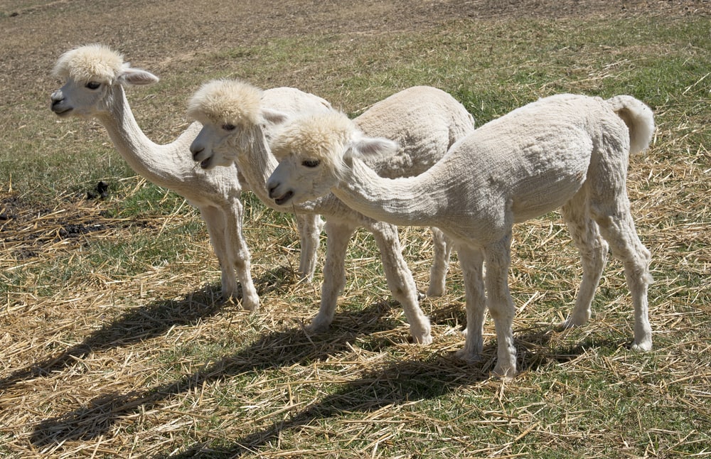 Handgemachtes aus Alpaca im Manor House Alpacas - reisen EXCLUSIV