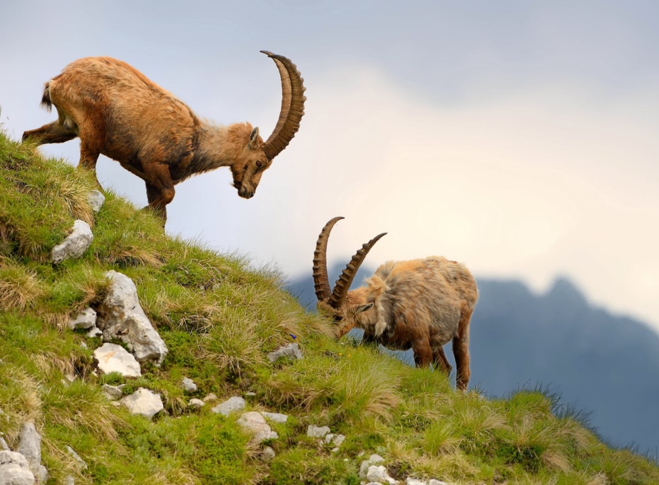 Tiere in Österreich: wild, bunt & vielseitig - reisen EXCLUSIV