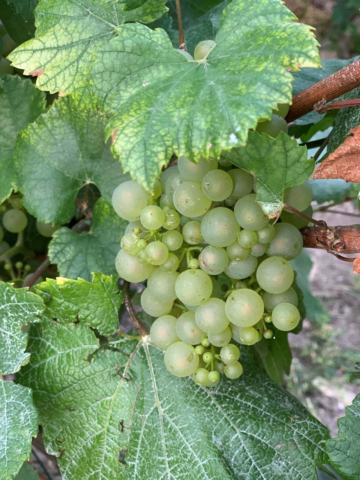 Alles, was ihr über Champagner wissen solltet - reisen EXCLUSIV