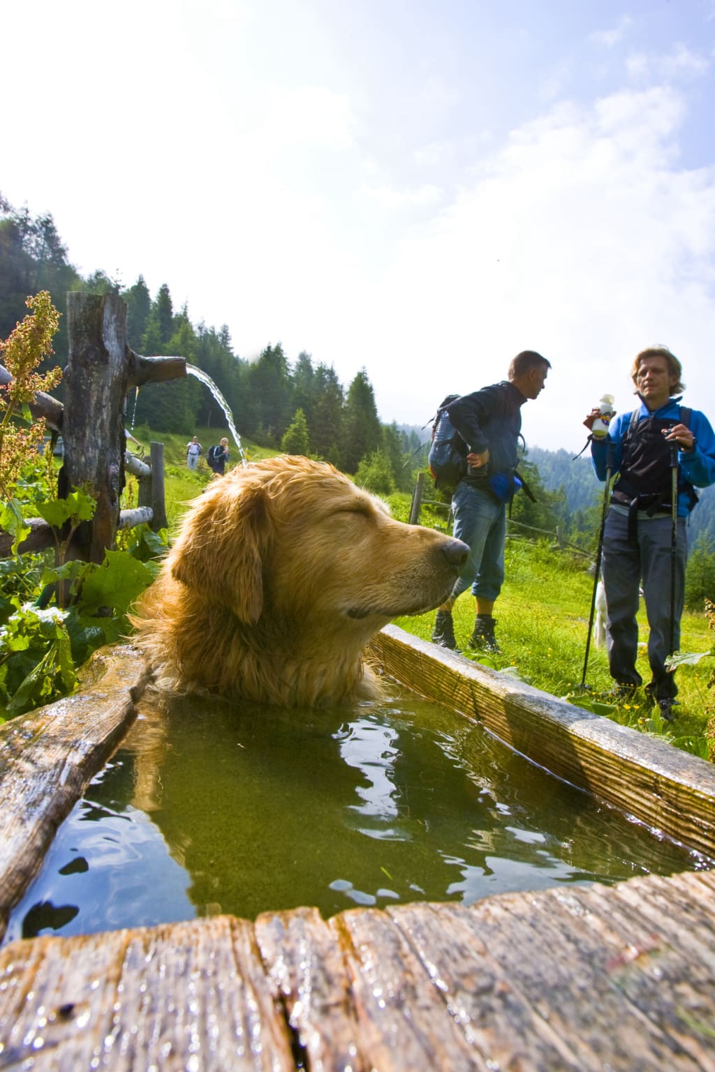 Urlaub mit Hund in den Alpen: 3 perfekte Orte in Österreich - reisen ...