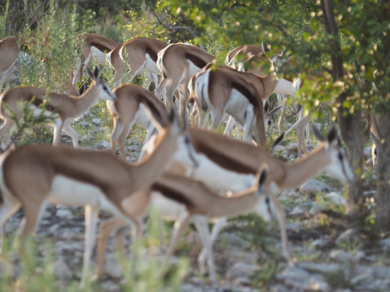 Rundreise Namibia: Diese Tiere und mehr warten! - reisen EXCLUSIV
