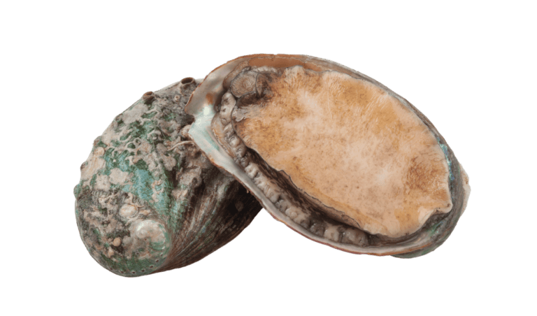 Abalone: Schnecke oder Muschel? Wir klären auf - reisen EXCLUSIV