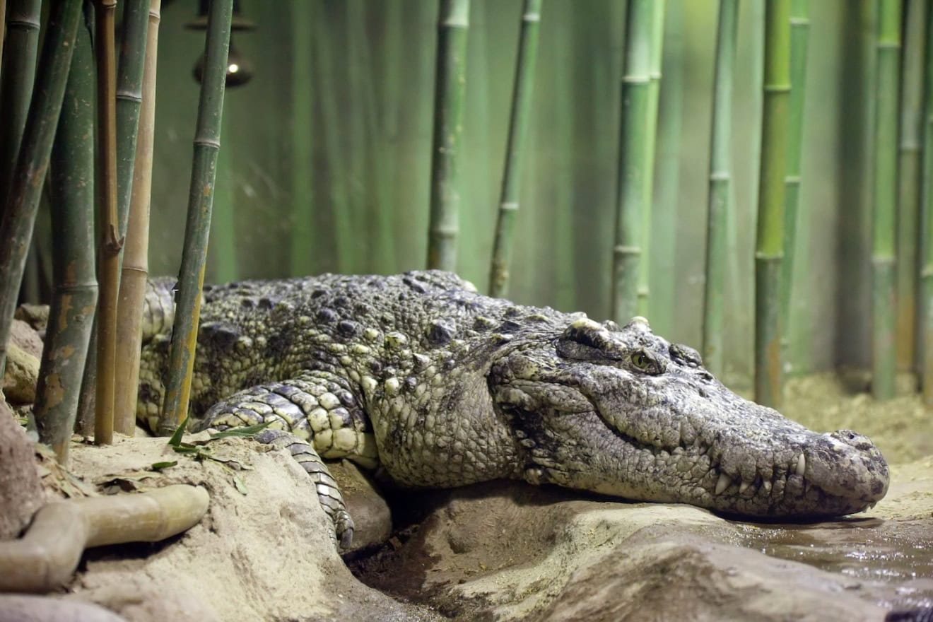 Unterschied Krokodil und Alligator und wo sie zu finden sind - reisen ...